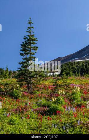Scarlet Paintbrush, Castilleja miniata, and Towhead Baby, Anemone ...