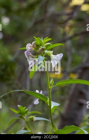 Sickletop Lousewort, Pedicularis racemosa, blooming on Evergreen ...