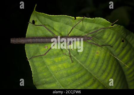 Stick Insect, Phasmatidae, Monteverde Cloud Forest Reserve, Costa Rica ...