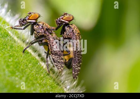 small gas mask fly in mating on green leaf in fresh season nature Stock ...