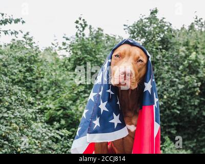 Lovable, charming puppy with the American Flag Stock Photo - Alamy