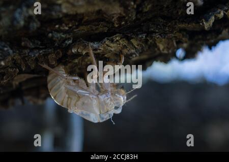 Cicada cast skin or exuviae after the adult cicada has left, from ...