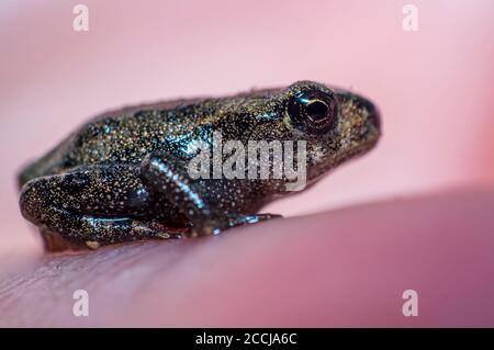 very small miniature young frog on my hand Stock Photo - Alamy