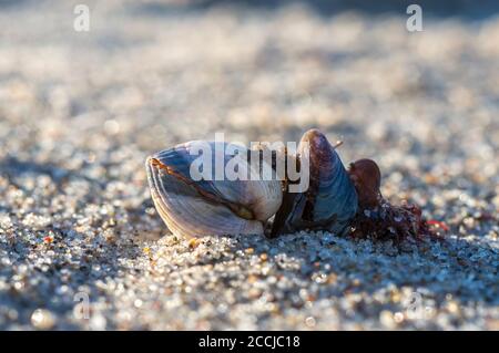 shells on a stage at the baltic beach Stock Photo - Alamy