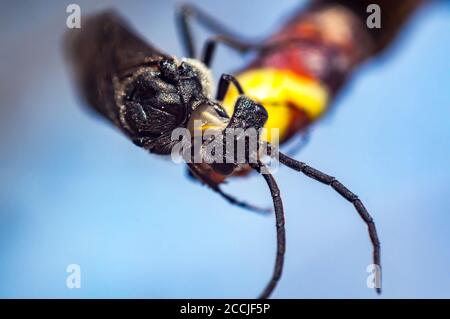 March fly on tree in spring season Stock Photo - Alamy
