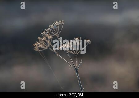 Snow flakes on shrub, closeup with bokeh background. Frozen bush with ...