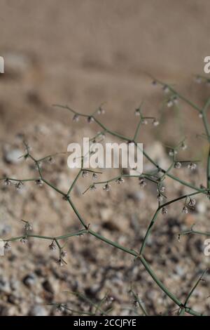 Tiny inflorescences, Flatcrown Buckwheat, Eriogonum Deflexum ...