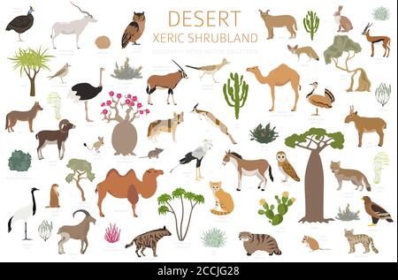 Desert biome, xeric shrubland biome, natural region infographic ...