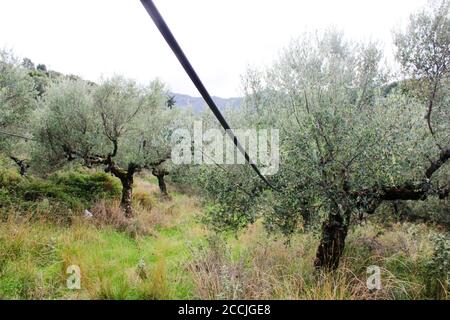 Irrigation system in olive grove in Messinia, Greece Stock Photo - Alamy