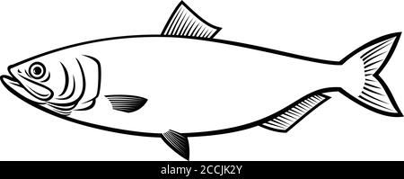 Stencil illustration of a blueback herring or blueback shad Alosa ...