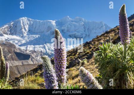 Beautiful flowers in Cordillera Huayhuash mountains, Peru, South ...