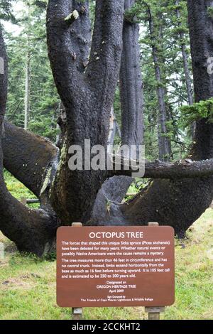 The Octopus tree at Cape Meares in Oregon, USA Stock Photo - Alamy