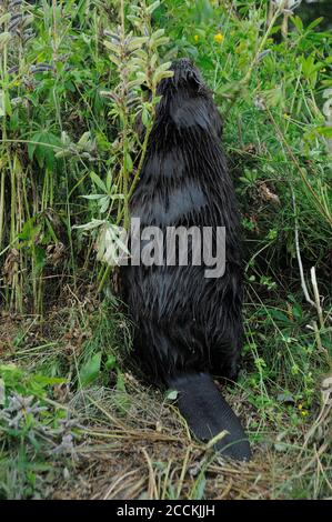 A rear view of a wild beaver "Castor canadensis", swimming away Stock ...