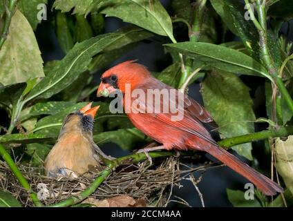 A male northern cardinal feeding a female as a part of mating behavior ...