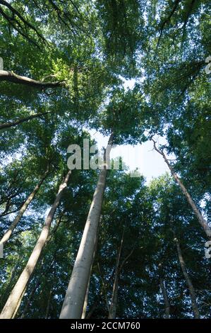 stem of beech tree from bottom up Stock Photo - Alamy