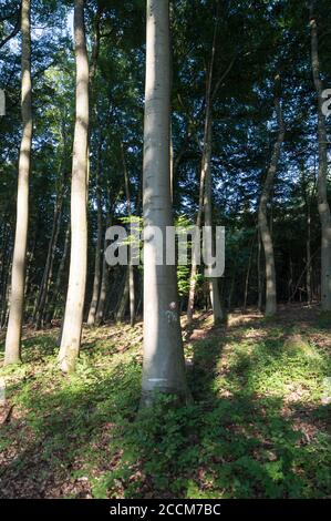 stem of beech tree from bottom up Stock Photo - Alamy