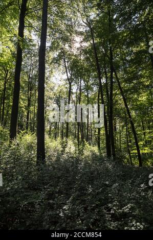 stem of beech tree from bottom up Stock Photo - Alamy