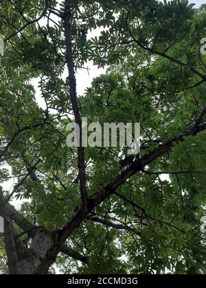 Vertical shot of the branches of a blooming tree with white flowers ...