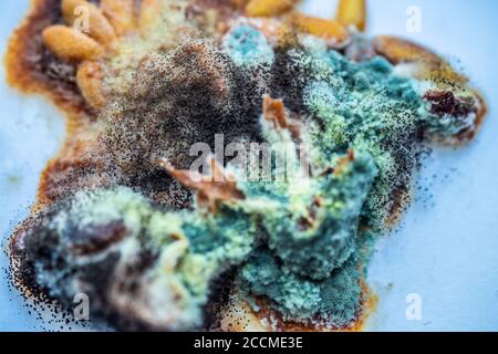white mold growing on the grains and pulp of the melon Stock Photo - Alamy