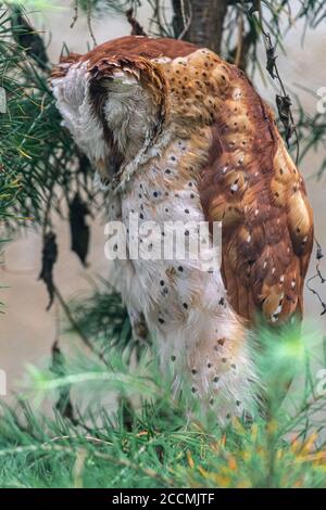 Sleeping Oriental Bay Owl (Phodilus badius Stock Photo - Alamy