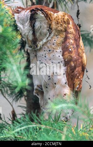 Sleeping Oriental Bay Owl (Phodilus badius Stock Photo - Alamy