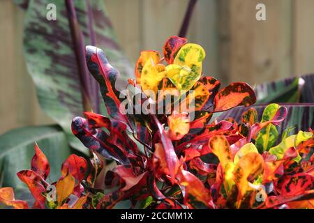 Croton and Zebra Banana Stock Photo - Alamy