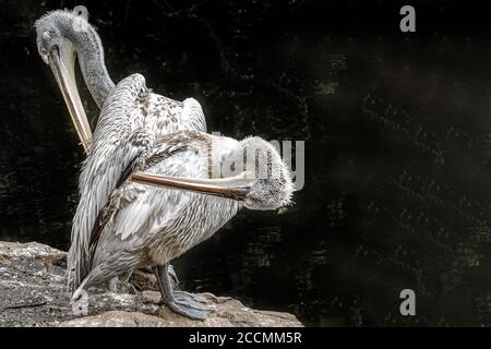 Portrait of Light colored pelicans isolated on black background. The ...