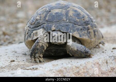 Big turtle in the city. Ankara, Turkey. Turtle in the garden. Tortoise ...
