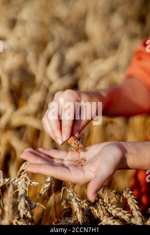 Agronomist holding test tube with barley grains in field, closeup ...