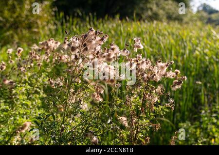 Frontier Park nature scenes in Erie, Pennsylvania Stock Photo - Alamy