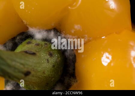 Moldy and wrinkled rotten yellow peppers. Concept of unhealthy ...