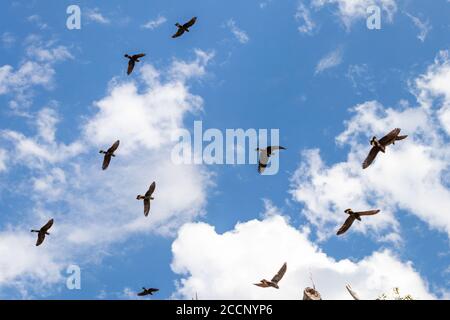 A flock of Yellow-tailed Black Cockatoos , Australian native birds, in ...