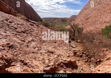 Walking path to Mount Uluru, sacred aboriginal mountain. Dry vegetation ...