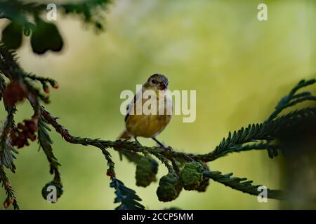 Spinus psaltria aka Lesser Goldfinch Stock Photo - Alamy