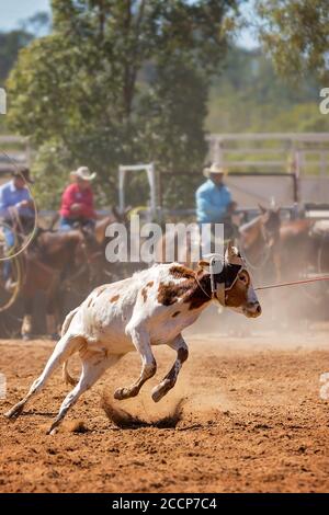 Calf being lassoed in a team calf roping event by cowboys at a country ...