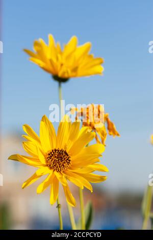 Beautiful flower composition. Sunny yellow gerbera flower heads in ...
