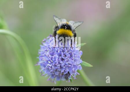 Bee on light blue Devil's bit scabious flower at RHS Wisley, Surrey ...