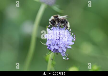 Bee on light blue Devil's bit scabious flower at RHS Wisley, Surrey ...