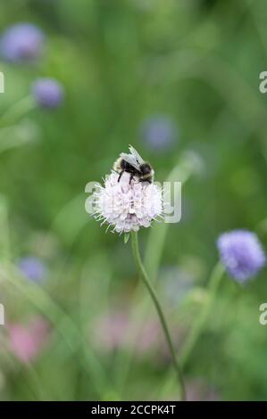 Bee on light blue Devil's bit scabious flower at RHS Wisley, Surrey ...