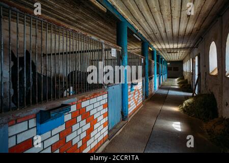 Old historical horse stable with loose horse boxes, tunnel view Stock ...