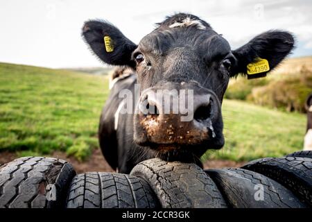 Brighton August 23rd 2020: Bullock at a dairy farm in Ovingdean, near ...