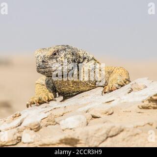 Uromastyx lizard or dabb lizar, Dubai. Protected shy reptile. German ...