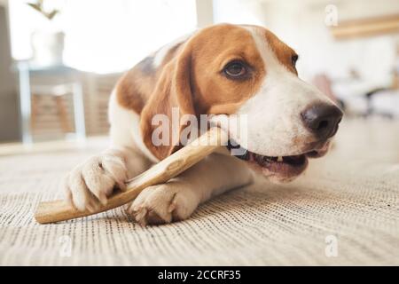Dog teeth close-up. Beagle teeth isolated on white background. Problem ...