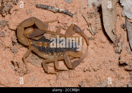 Striped Bark Scorpion Centruroides vittatus adult Starr County Rio ...