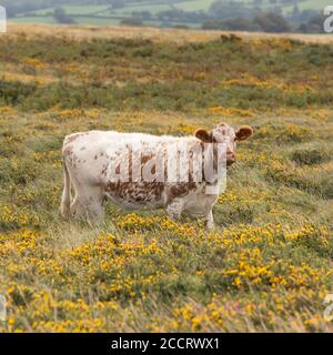 an irish moiled cow Stock Photo - Alamy
