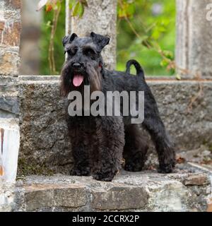 Dog - Miniature Schnauzer. Side view Stock Photo - Alamy