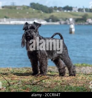 Dog - Miniature Schnauzer. Side view Stock Photo - Alamy