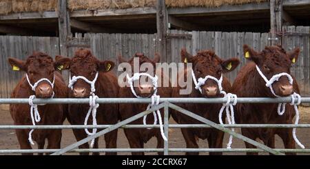 North Devon Red Ruby cattle grazing in the rolling countryside, Black ...
