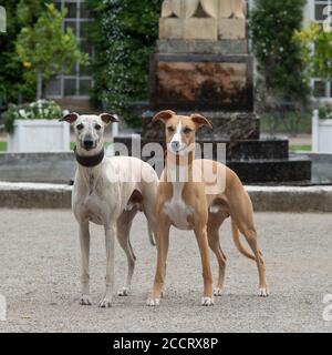 Whippet Dog, Male standing on Lawn Stock Photo - Alamy