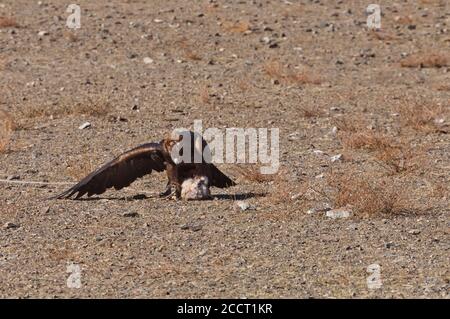 a golden eagle is catching its prey Stock Photo - Alamy